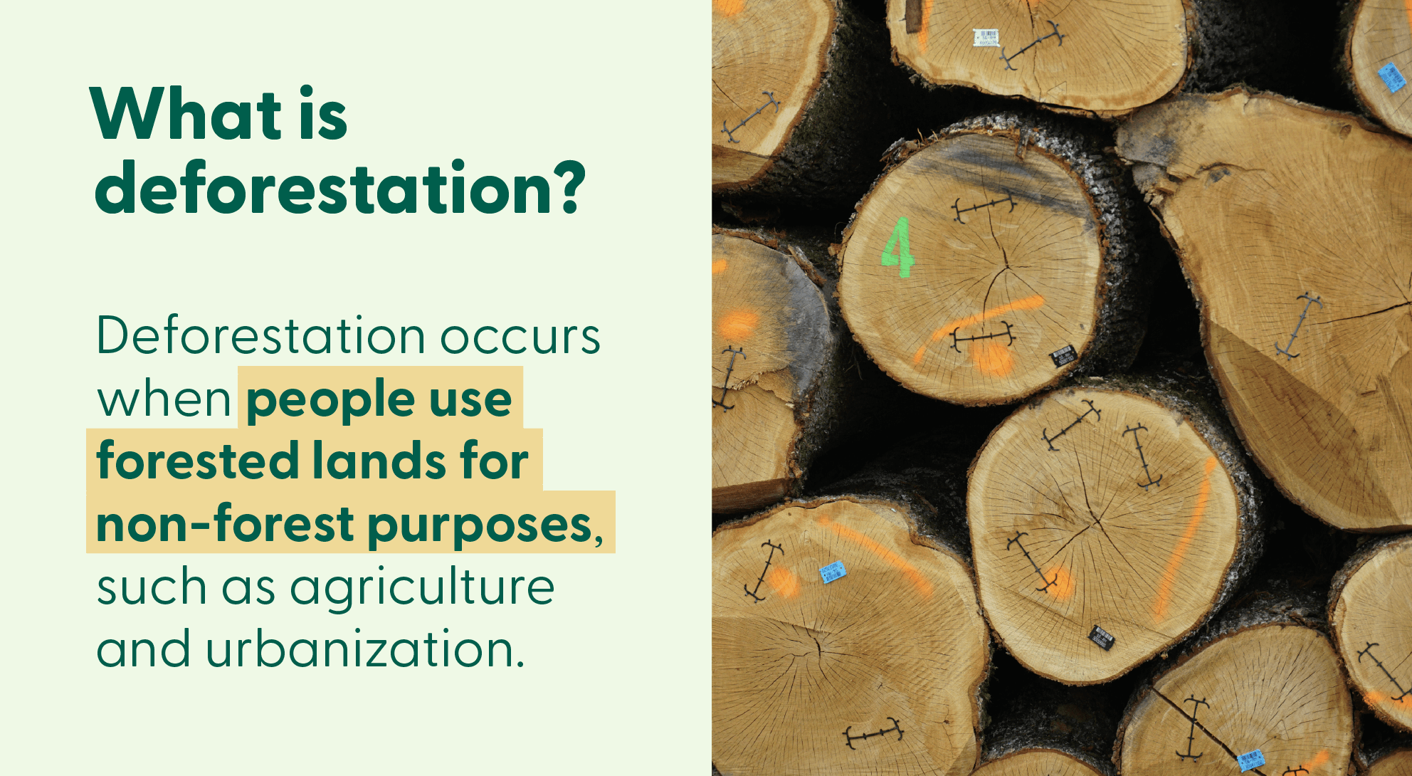 What is deforestation—and how do we prevent it? | fsc.org